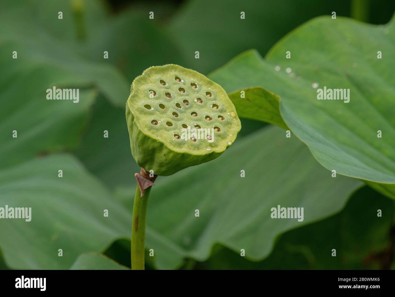 Nelumbo nucifera seeds hi-res stock photography and images - Alamy