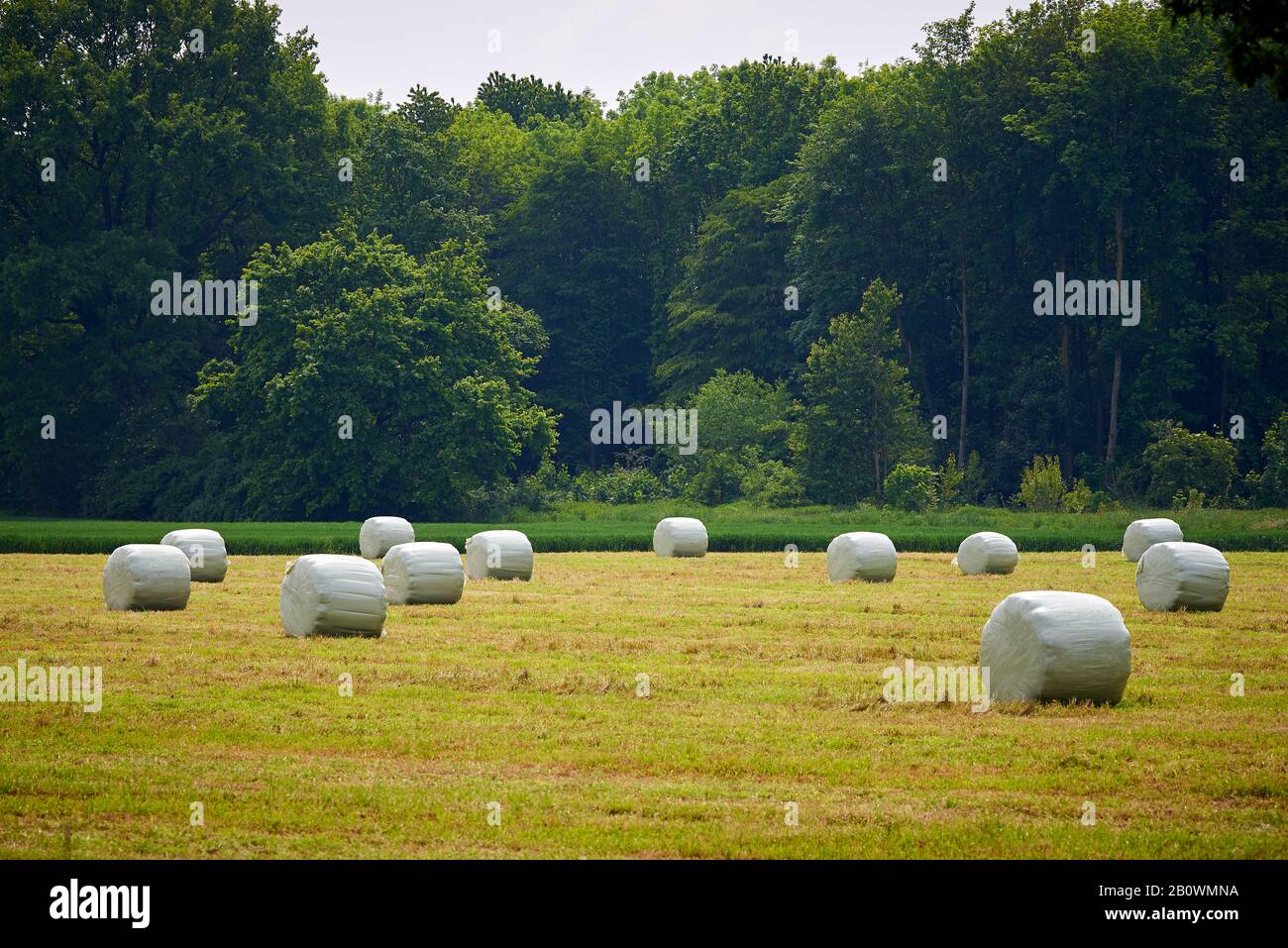 Round Bale Haystacks wrapped with plastic Stock Photo - Alamy