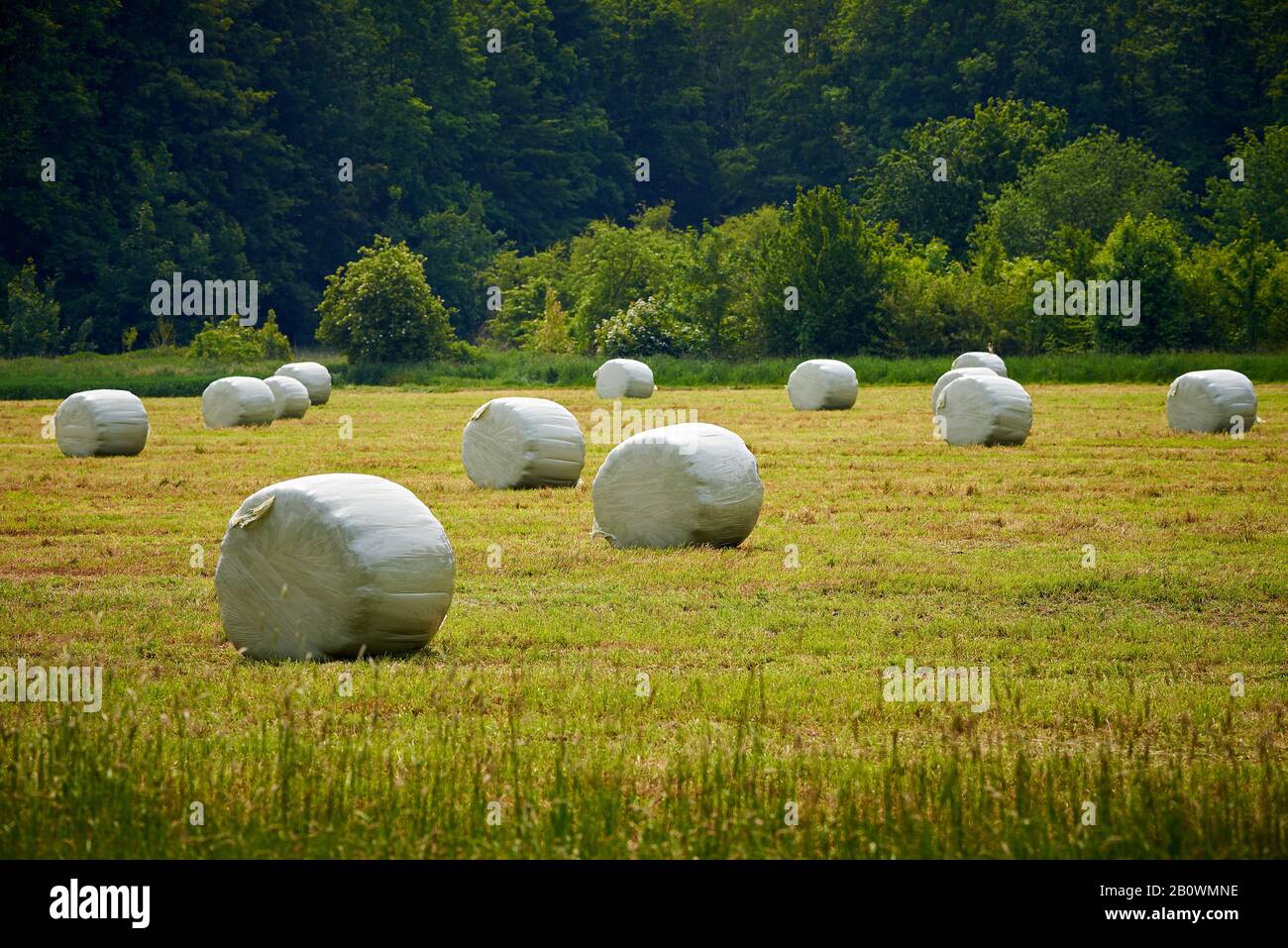 Hayfield round straw haystacks hi-res stock photography and images - Alamy