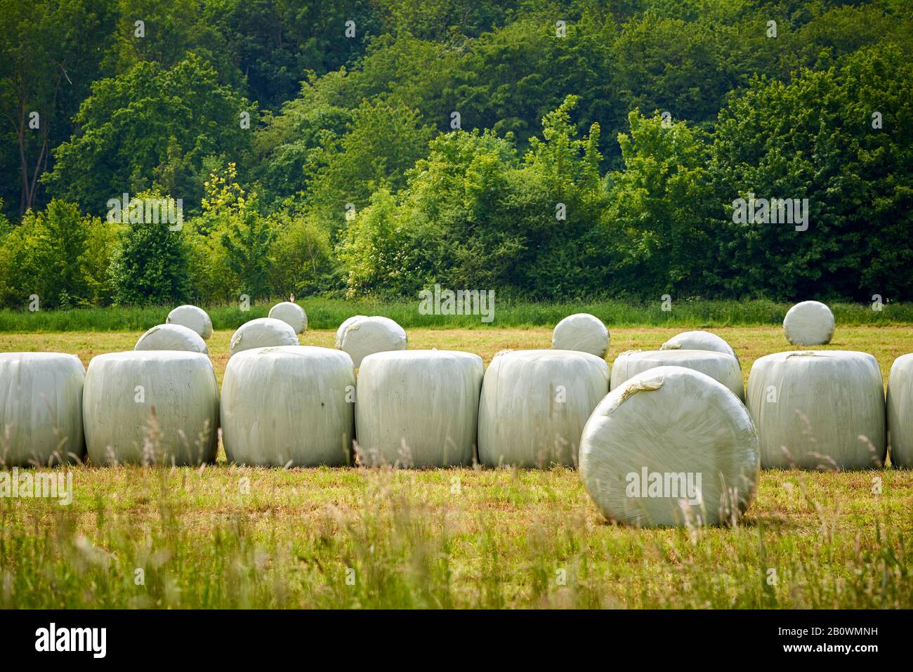 Hayfield round straw haystacks hi-res stock photography and images - Alamy