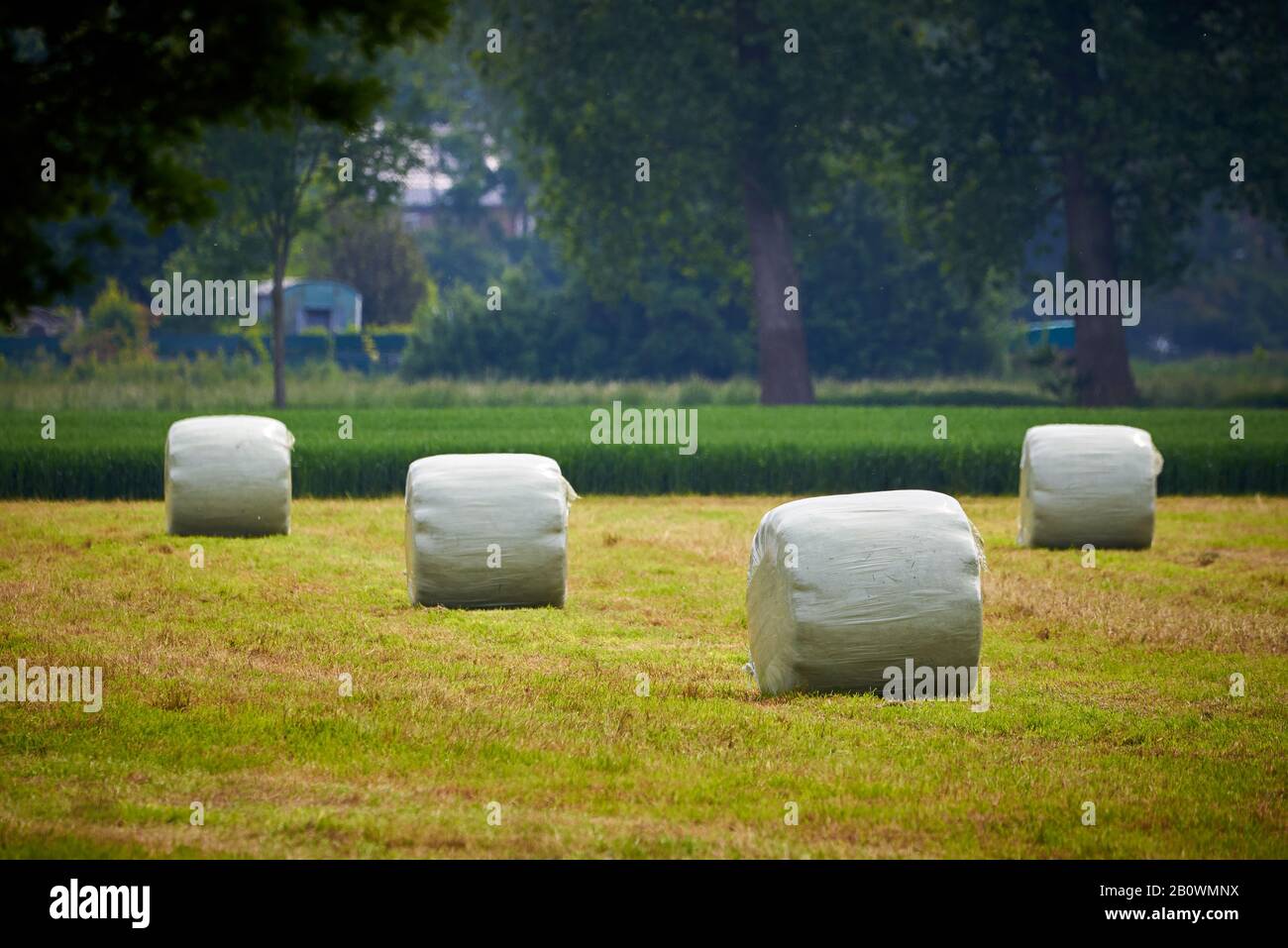 Round Bale Haystacks wrapped with plastic Stock Photo - Alamy