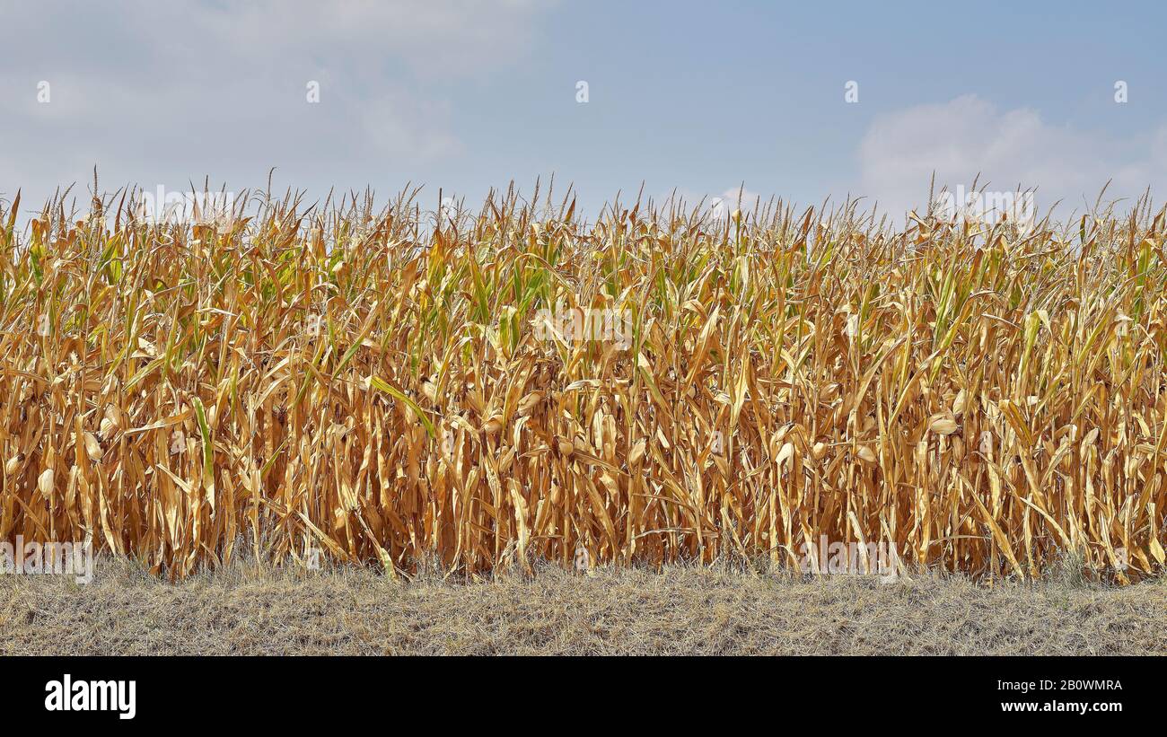 Dry corn field in a drought period Stock Photo - Alamy
