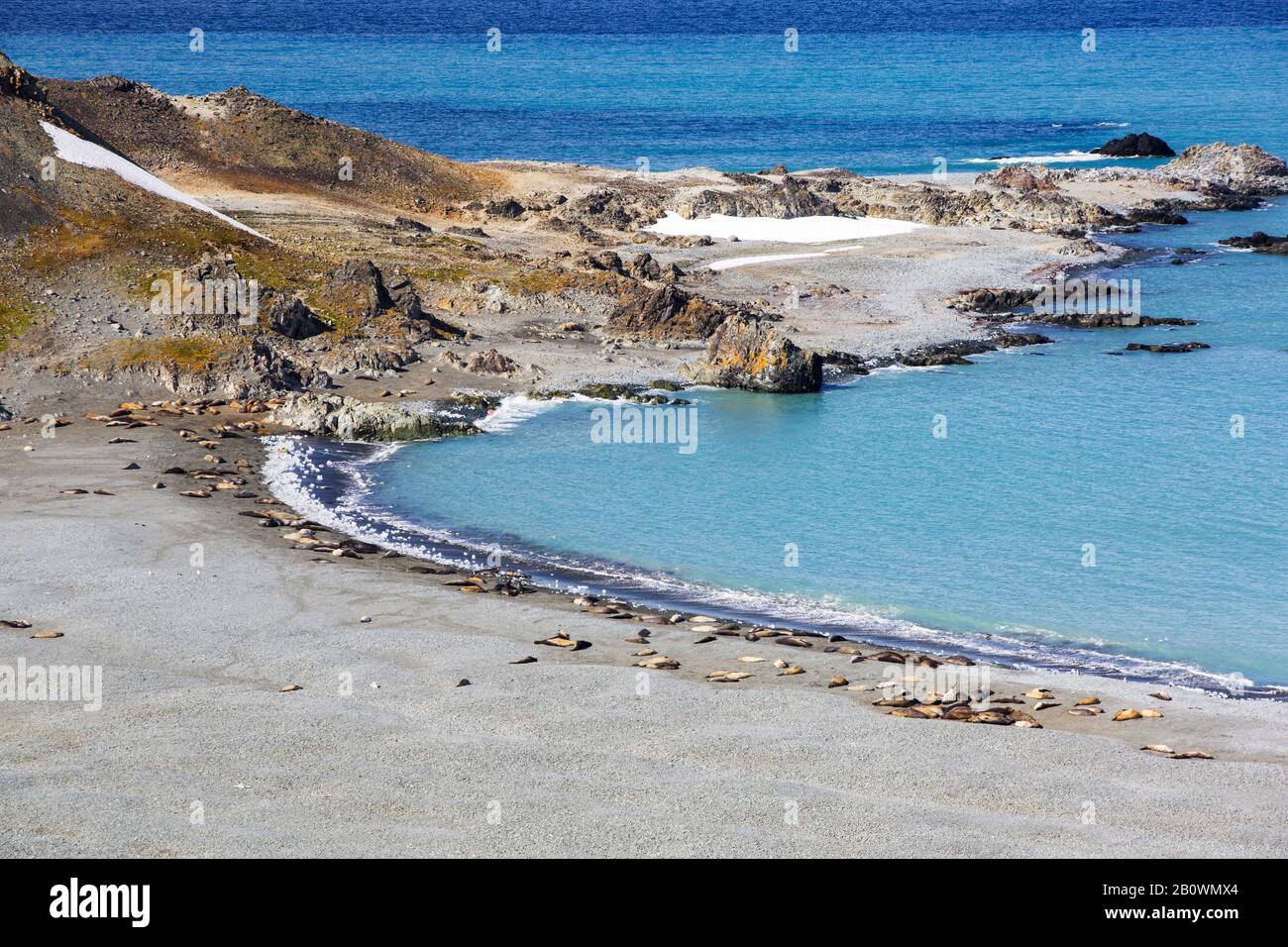 Southern Elephant Seal, Mirounga leonina hauled out on the beach at ...