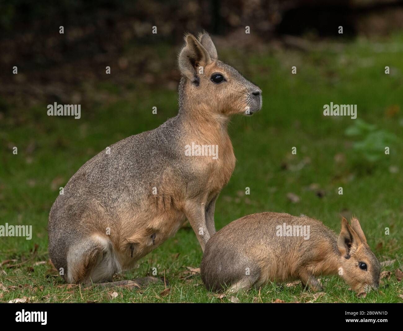 Patagonian mara, Dolichotis patagonum, female with young in open ...