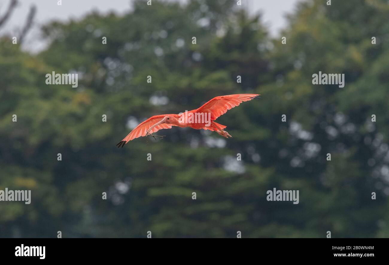 Scarlet ibis flight hi-res stock photography and images - Alamy