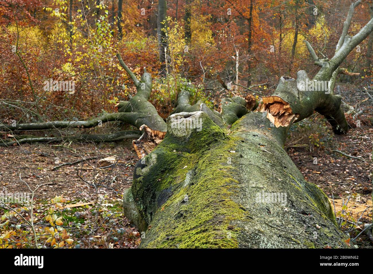 Forestry and logging. Felled large beech tree Stock Photo - Alamy