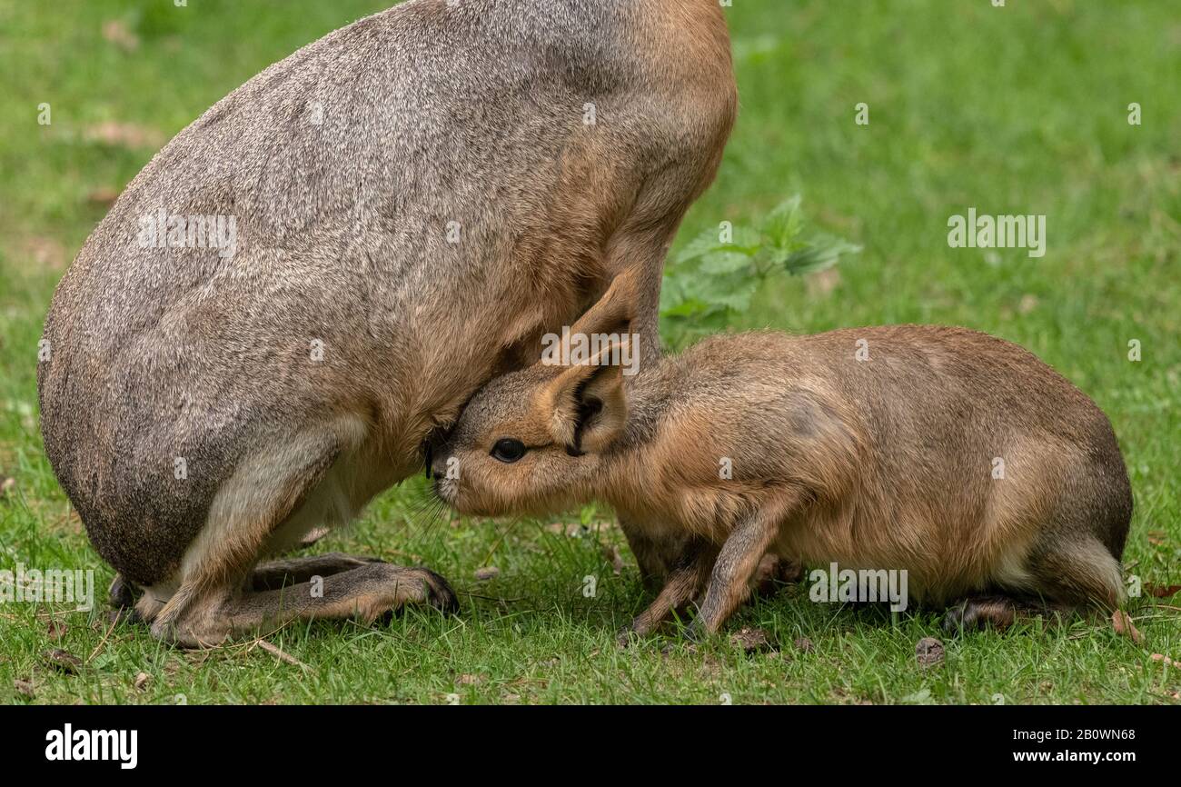 Patagonian mara, Dolichotis patagonum, female with suckling young in ...