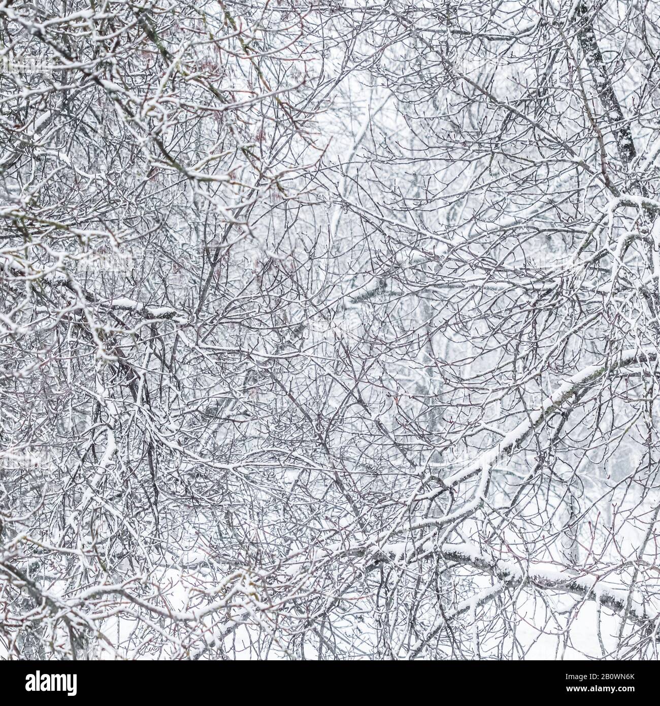 Snowing landscape, winter holiday concept - Fairytale fluffy snow ...