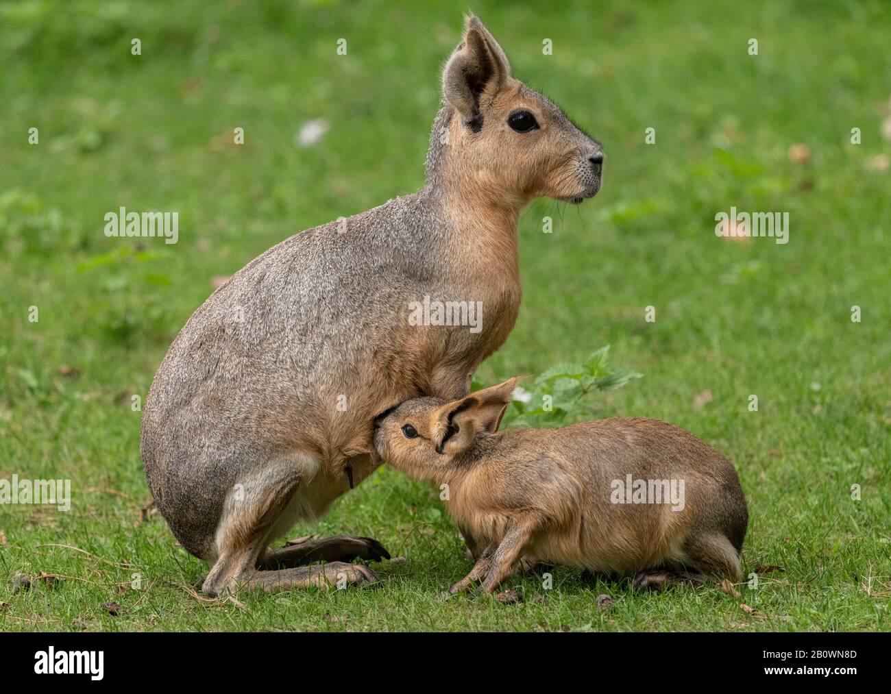 Patagonian mara, Dolichotis patagonum, female with young in open ...