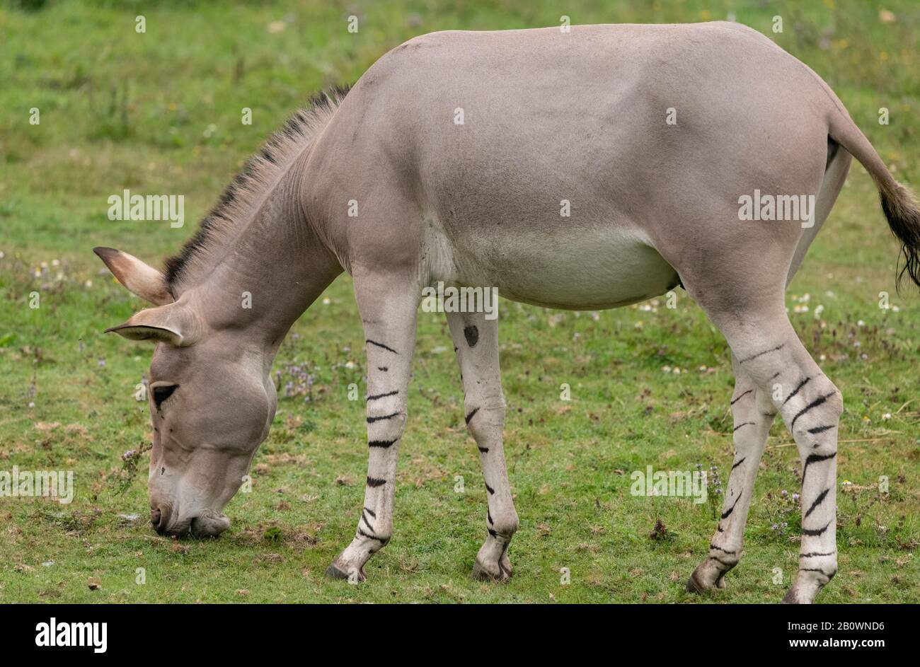 Somali wild ass, Equus africanus somaliensis, at Zoo and Botanical ...