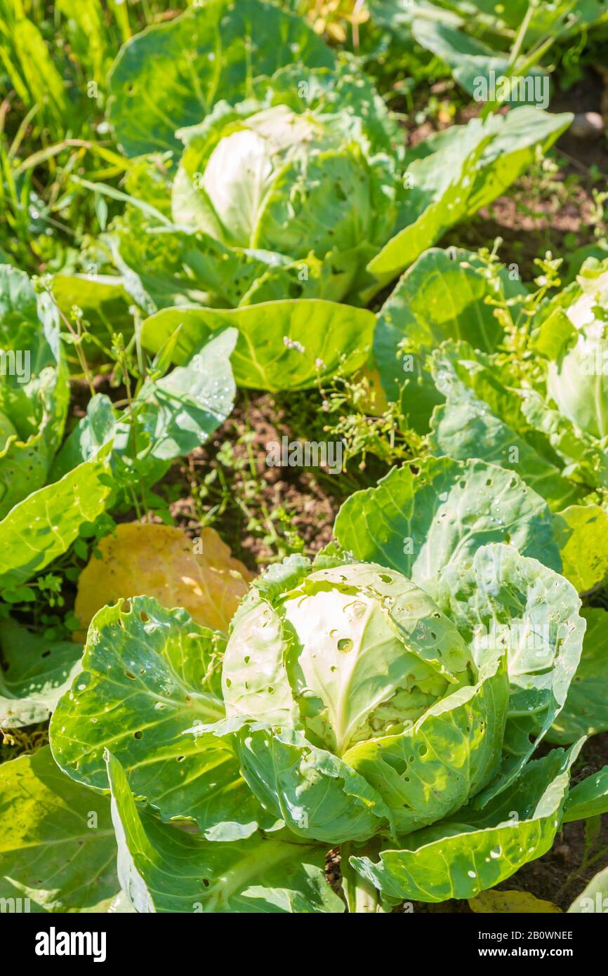 White cabbage grows on beds in the garden in the summer Stock Photo - Alamy