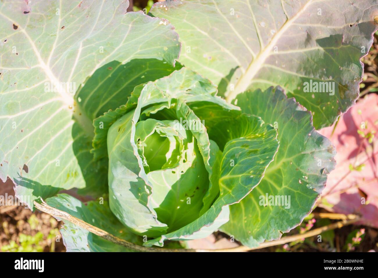 White cabbage grows on beds in the garden in the summer Stock Photo - Alamy