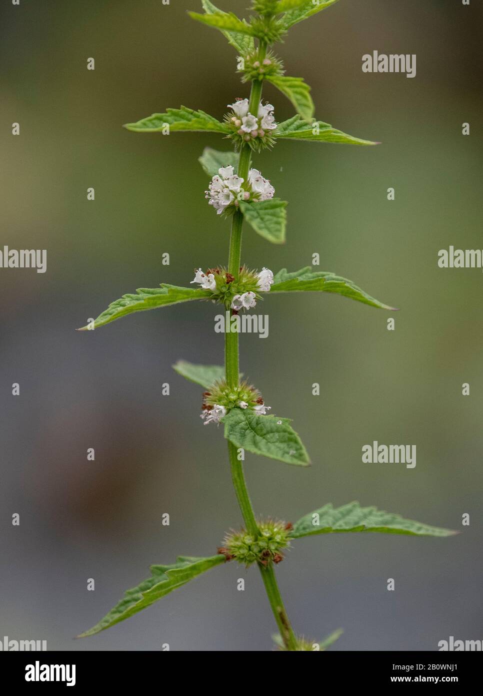 Lycopus europaeus hi-res stock photography and images - Alamy