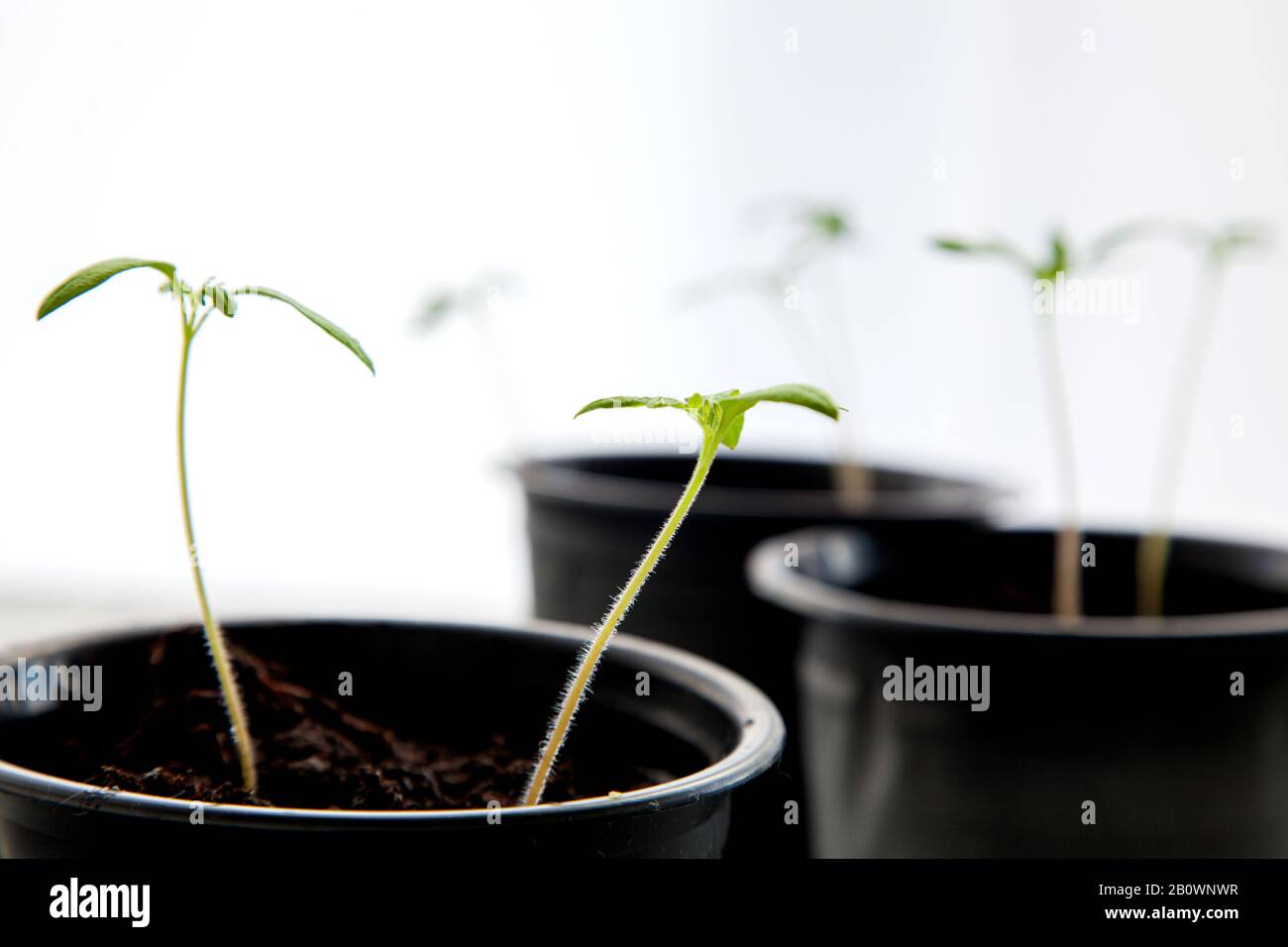 Some green sprouts in a flower pots.Seedlings in a pot spring time ...