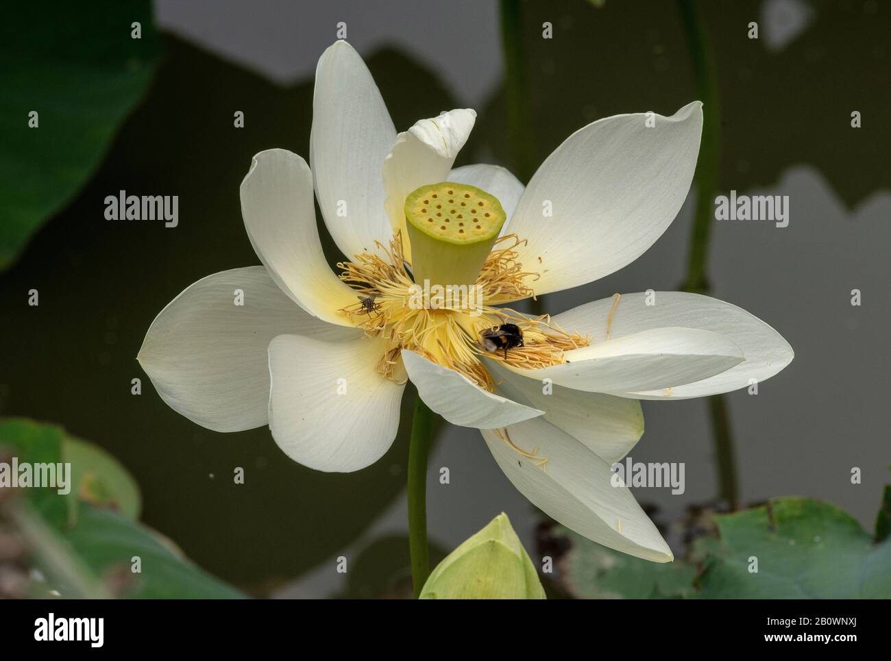 Wildflowers of india hi-res stock photography and images - Alamy