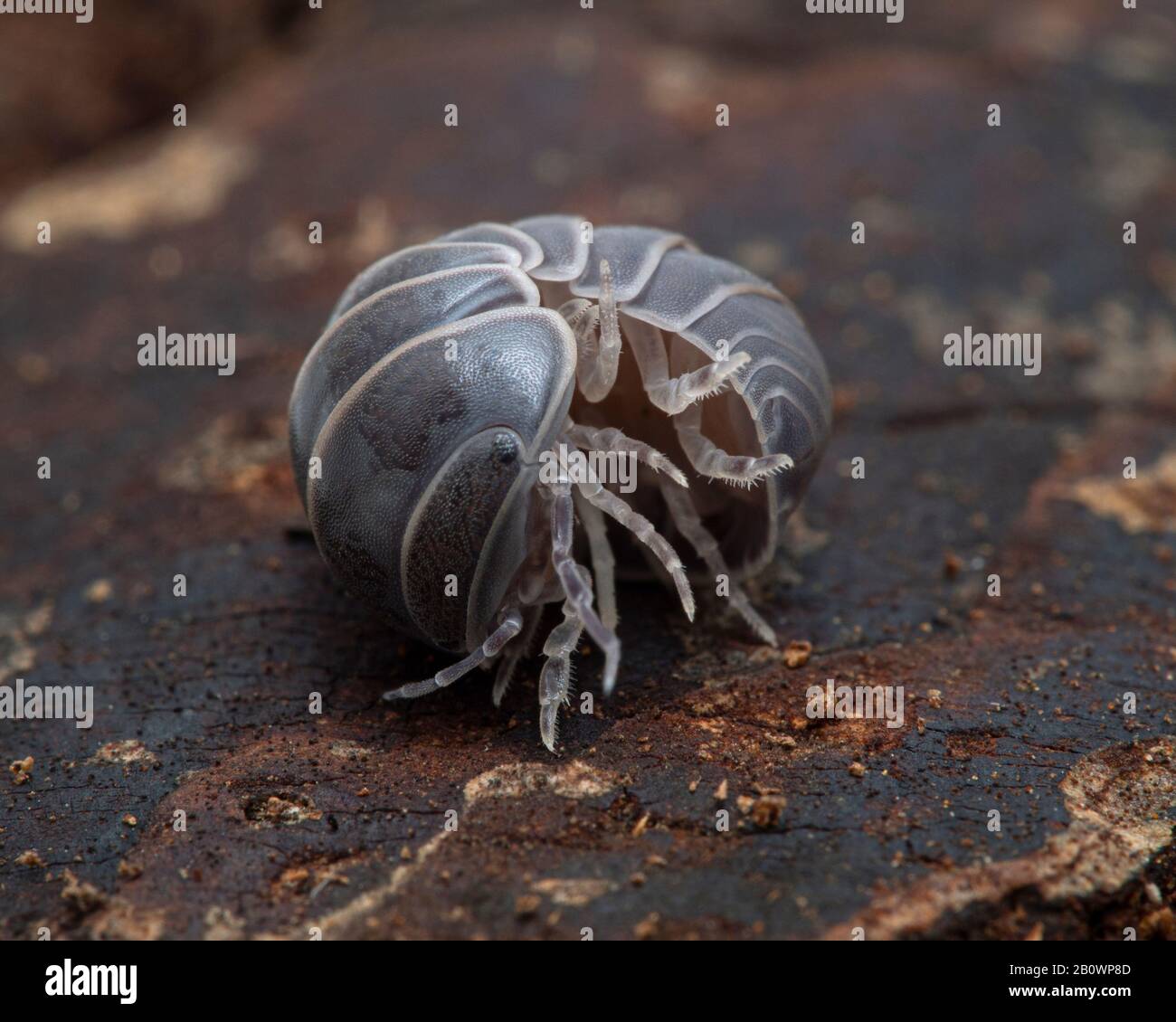 Terrestrial isopod (Armadillo officinalis) uncurling from the tight ...