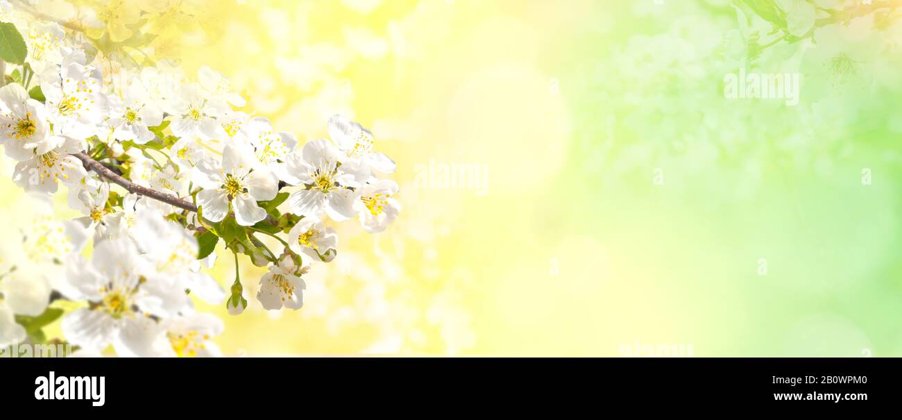 Spring nature background with lovely blossom in green pastel color ...