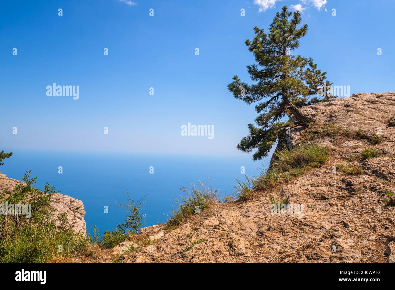Natural landscape with pine and rock on Ah-Petri mountain in Crimea ...
