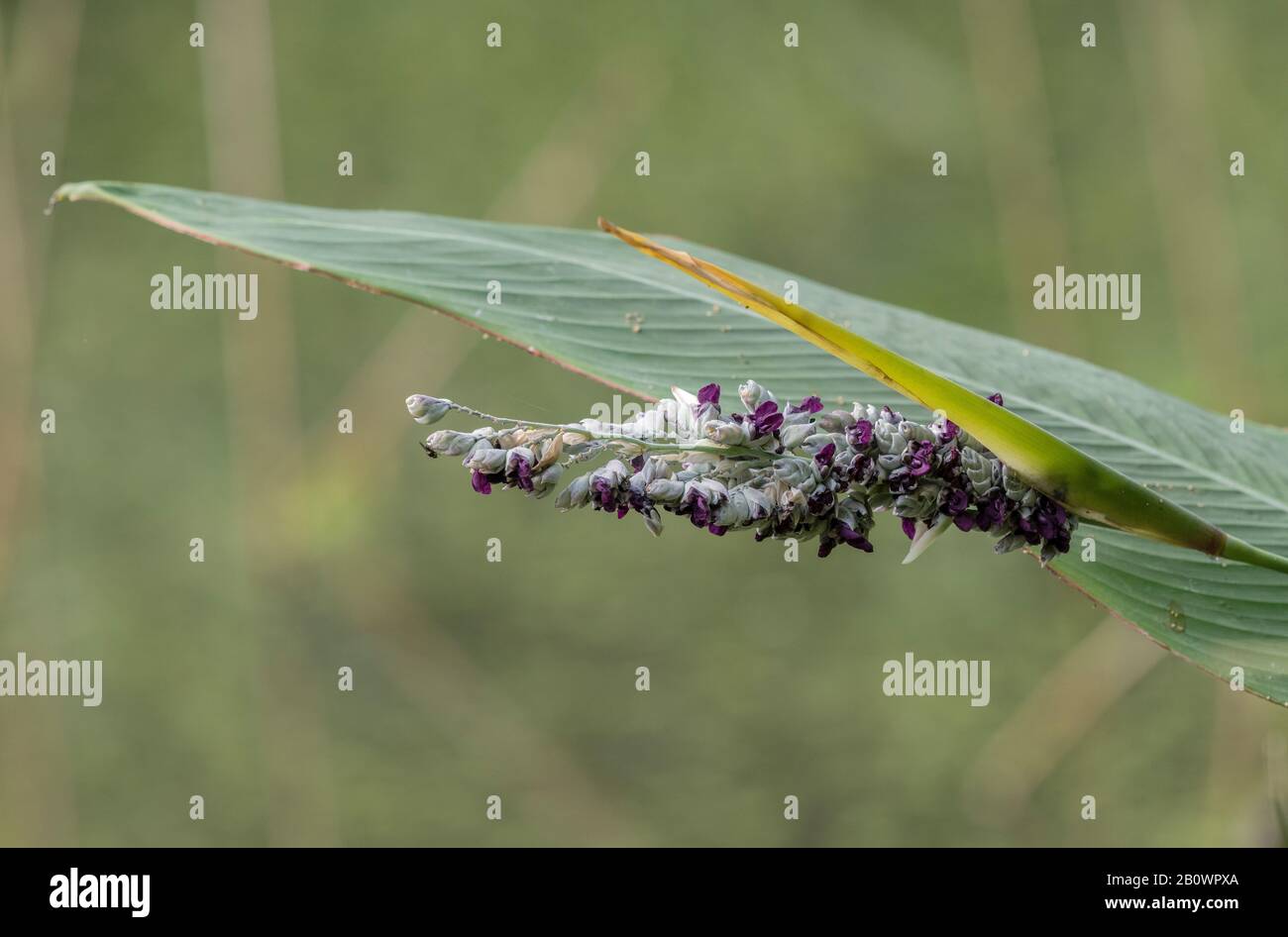 Thalia dealbata powdery alligator flag hi-res stock photography and ...