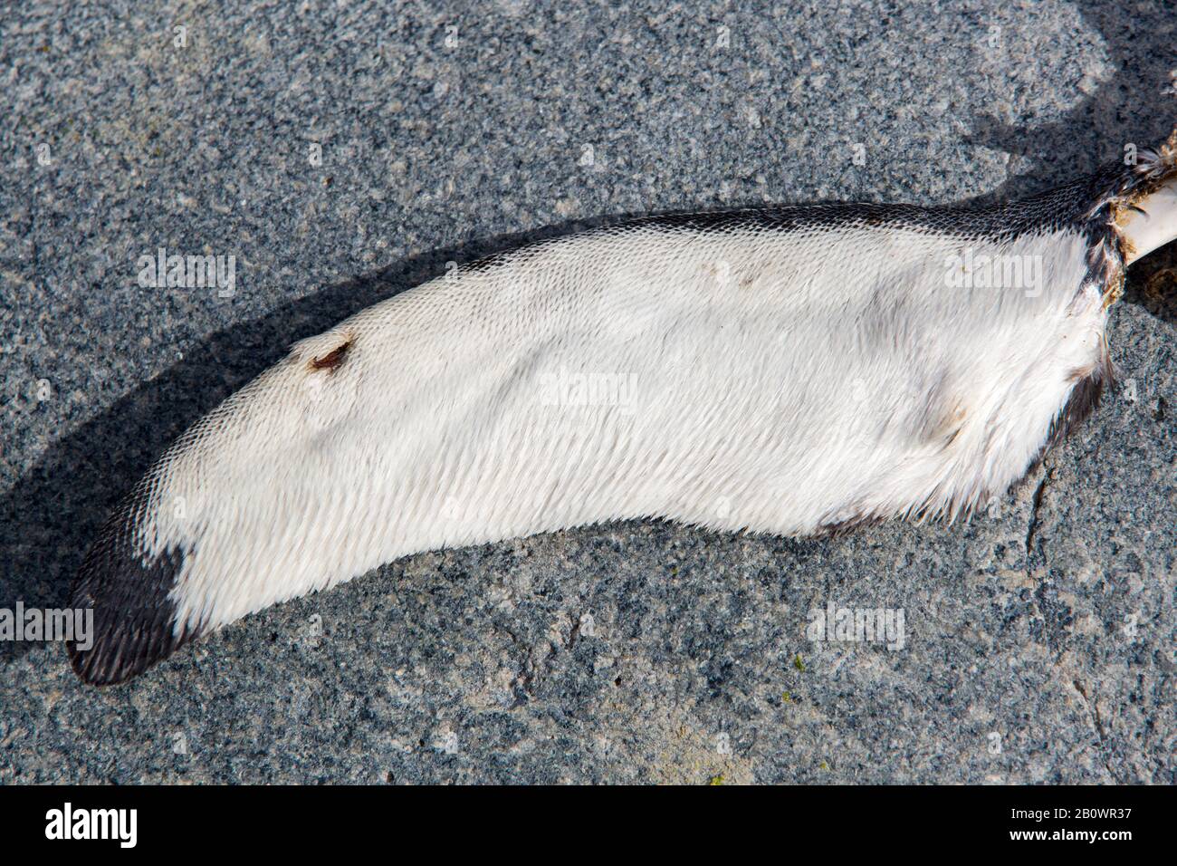 A Chinstrap Penguin wing on Robert Island in the South Shetland Islands ...