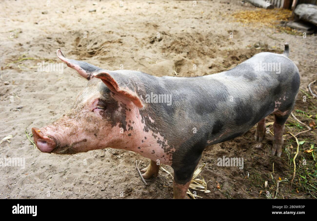 Cute and happy house pig on a ecological bio farm outdoors Stock Photo ...