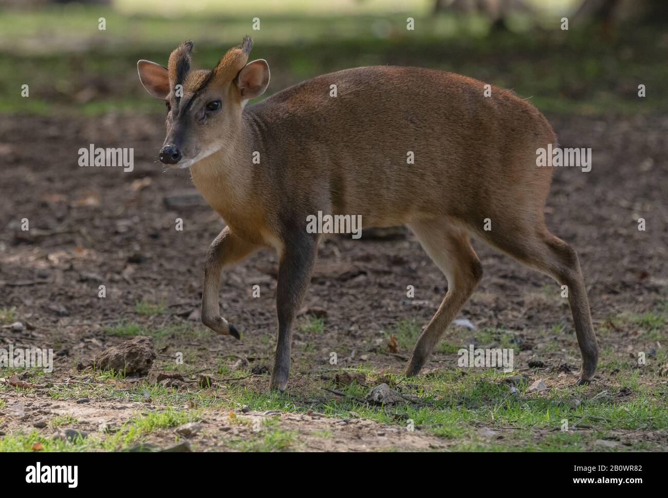 Indian muntjac, Muntiacus muntjak, grazing in grassland Stock Photo - Alamy