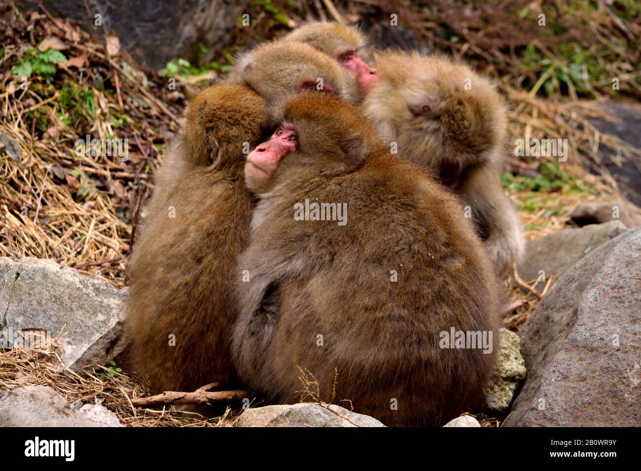 Yudanaka onsen macaques hi-res stock photography and images - Alamy