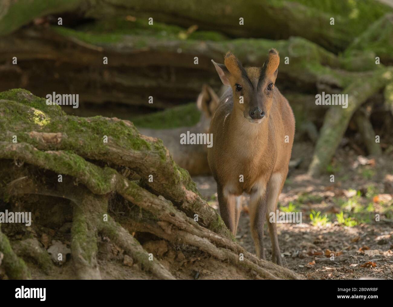Indian muntjac, Muntiacus muntjak, at Zoo and Botanical Garden of ...
