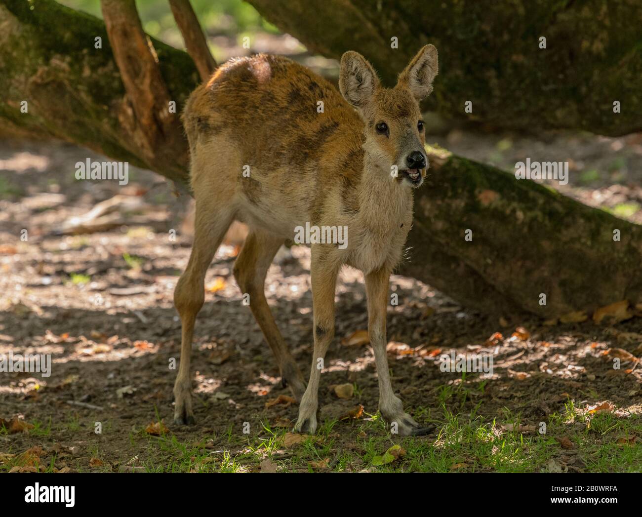 Chinese water deer, Hydropotes inermis, at Zoo and Botanical Garden of ...