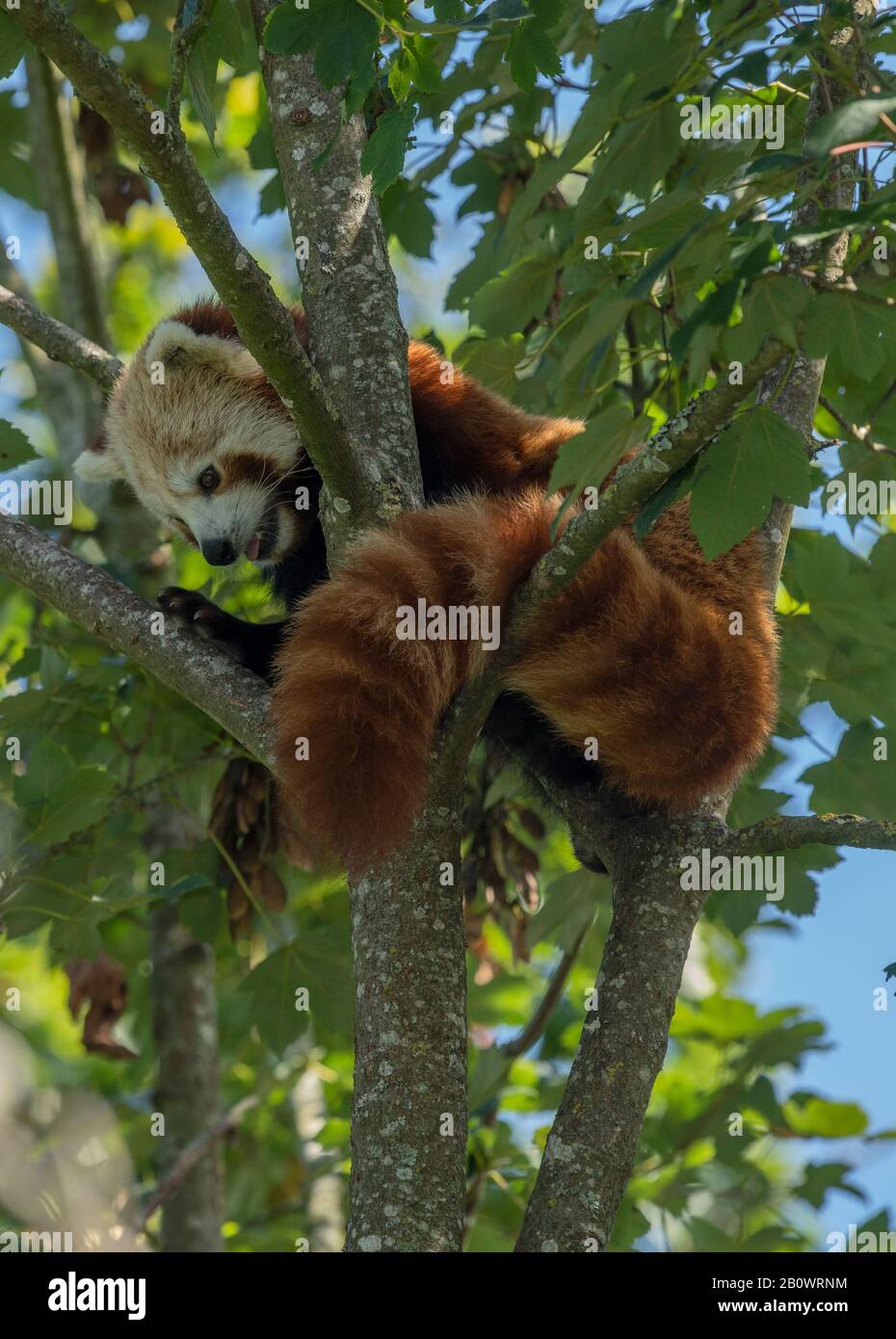 Red panda picture hi-res stock photography and images - Alamy