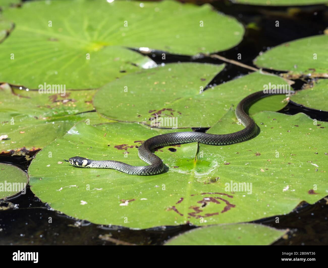 Snake lily hi-res stock photography and images - Alamy