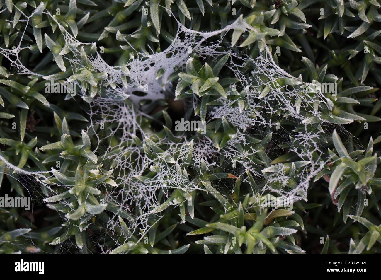 Webs on plant hi-res stock photography and images - Alamy
