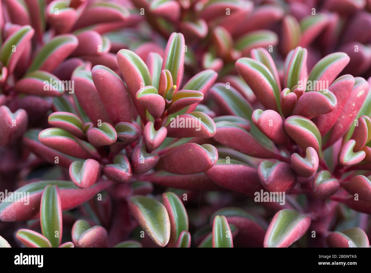 Peperomia graveolens 'ruby glow' plant, close up Stock Photo - Alamy
