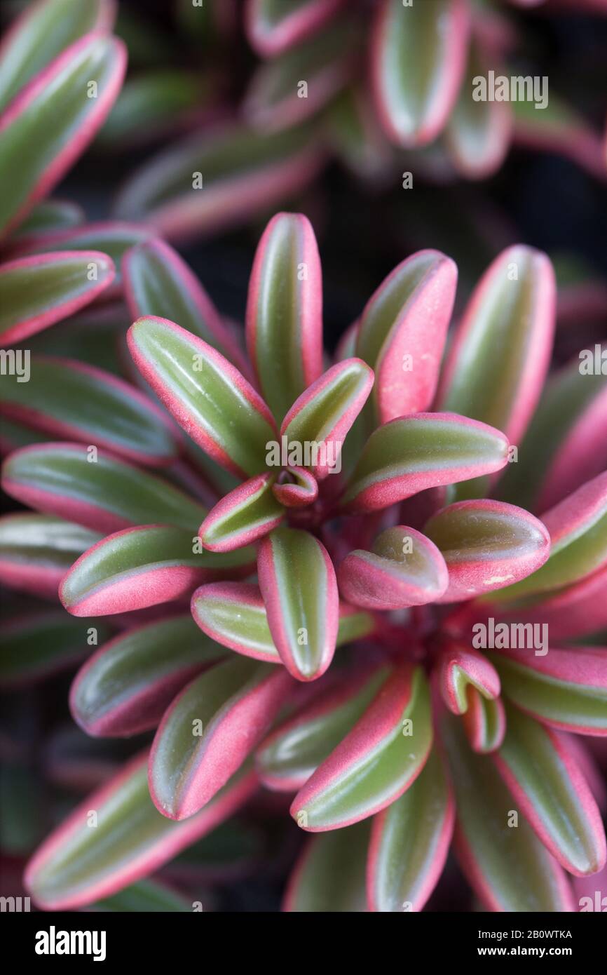 Peperomia graveolens 'ruby glow' plant, close up Stock Photo - Alamy