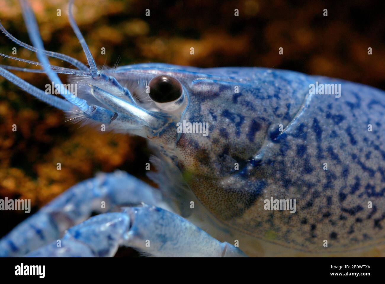 freshwater crayfish blueclaw in a freshwater aquarium Stock Photo - Alamy