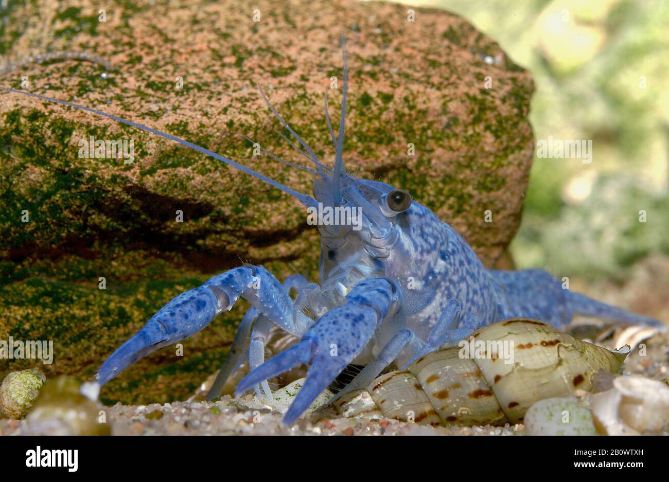 Blue Dwarf Crayfish