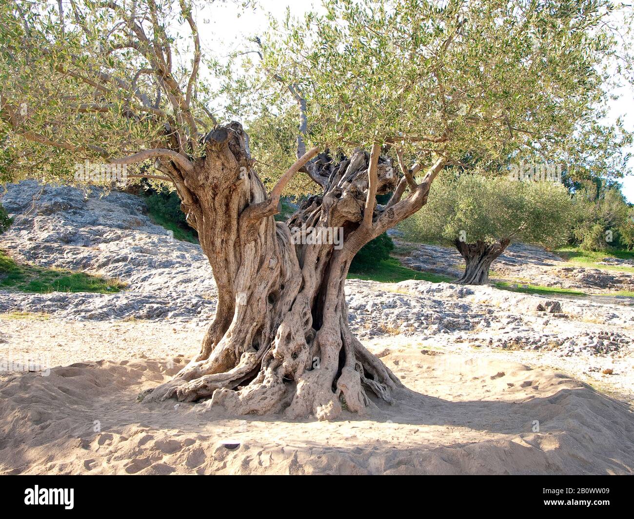 Olive tree, 1100 years old, southern France, France, Europe Stock Photo ...
