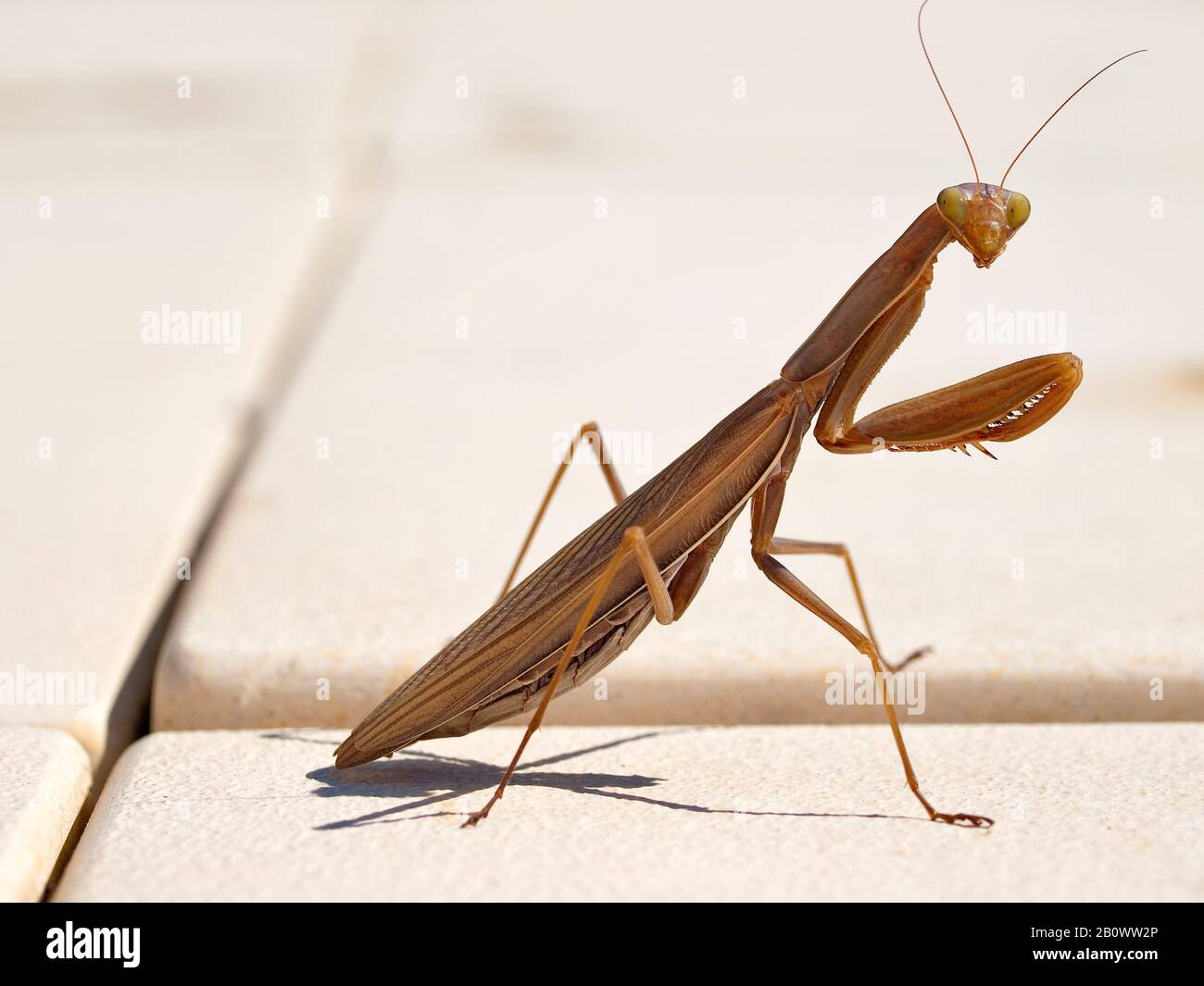 Mantis profile hi-res stock photography and images - Alamy