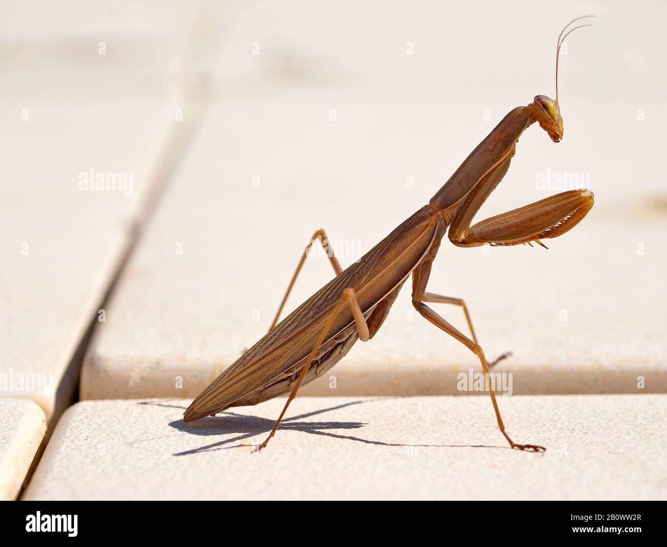 Daylight praying mantis hi-res stock photography and images - Alamy