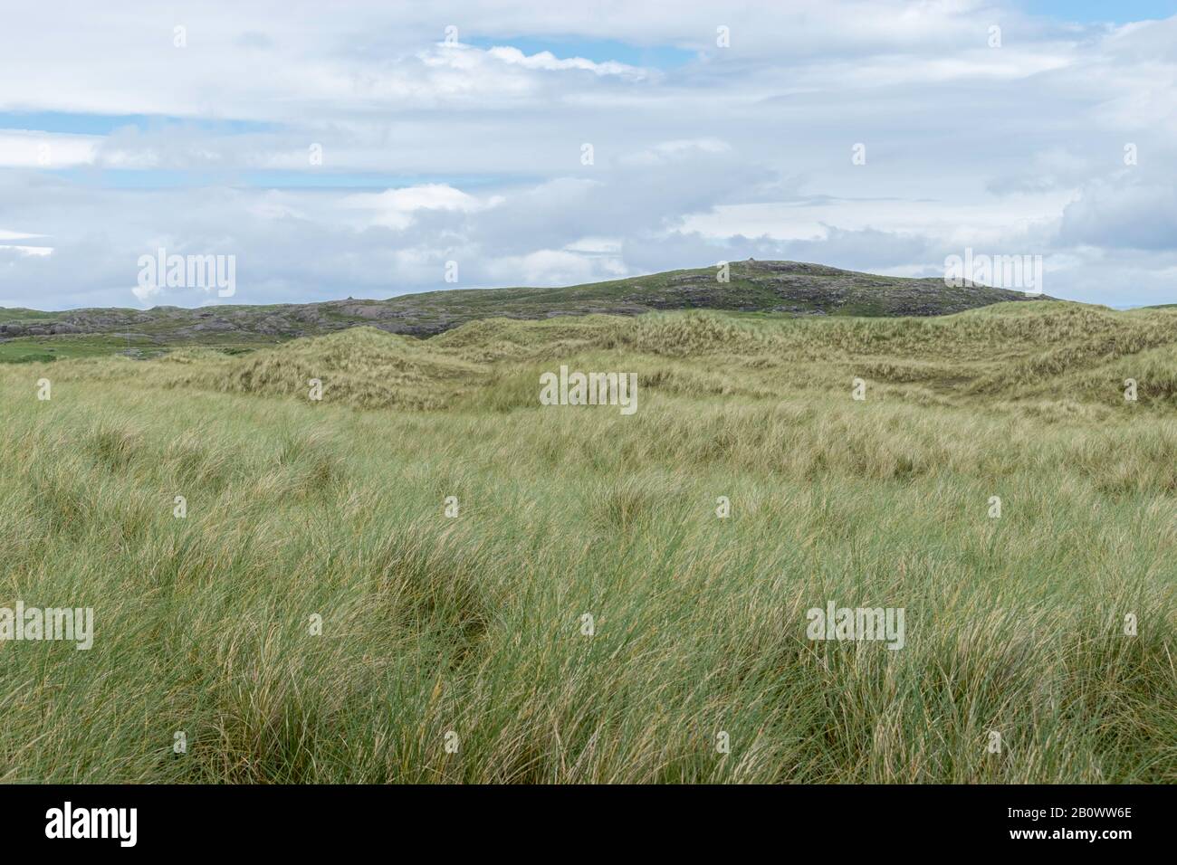 Photo of wild grass hi-res stock photography and images - Alamy