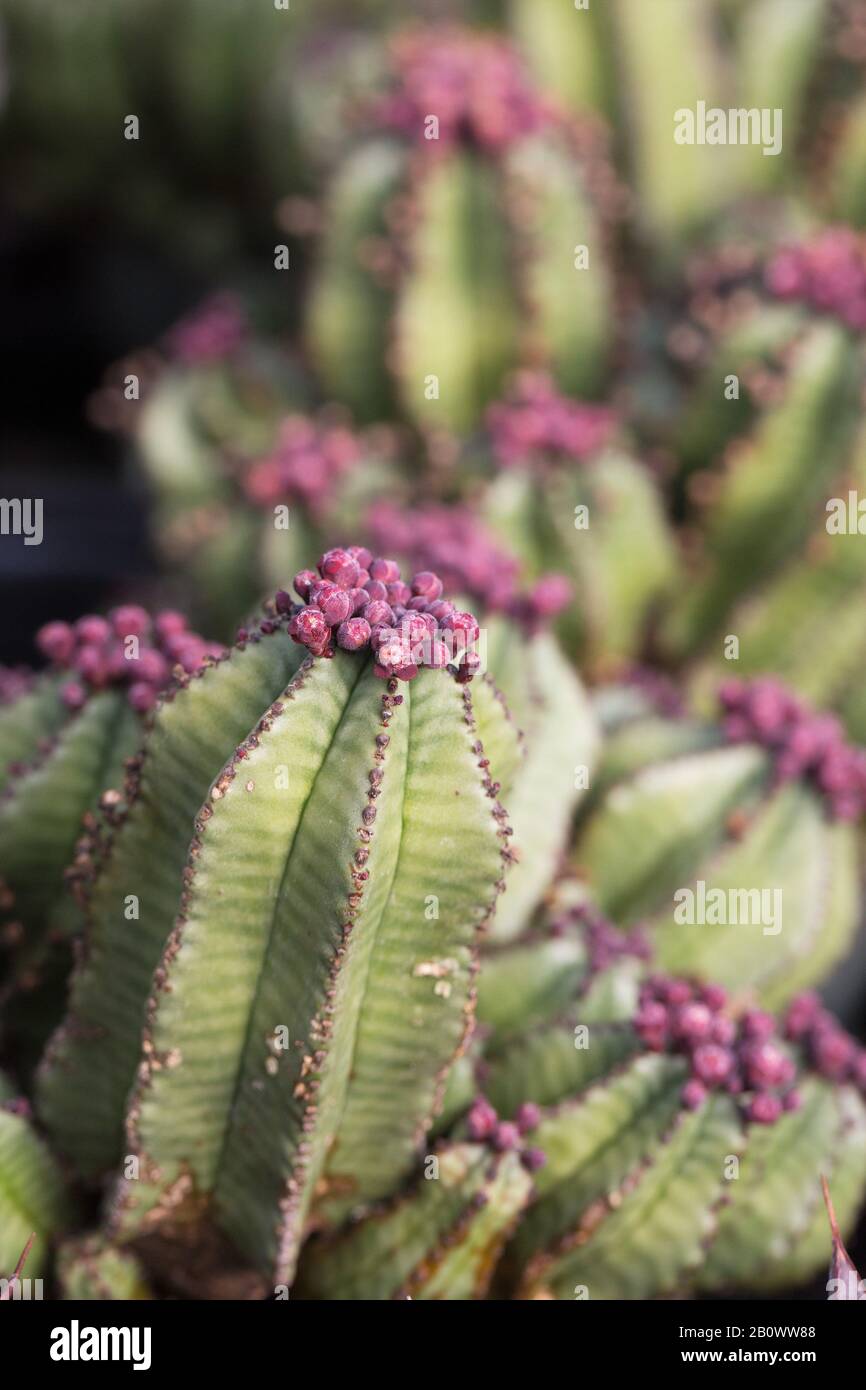 Euphorbia anoplia - Tanzanian zipper plant Stock Photo - Alamy