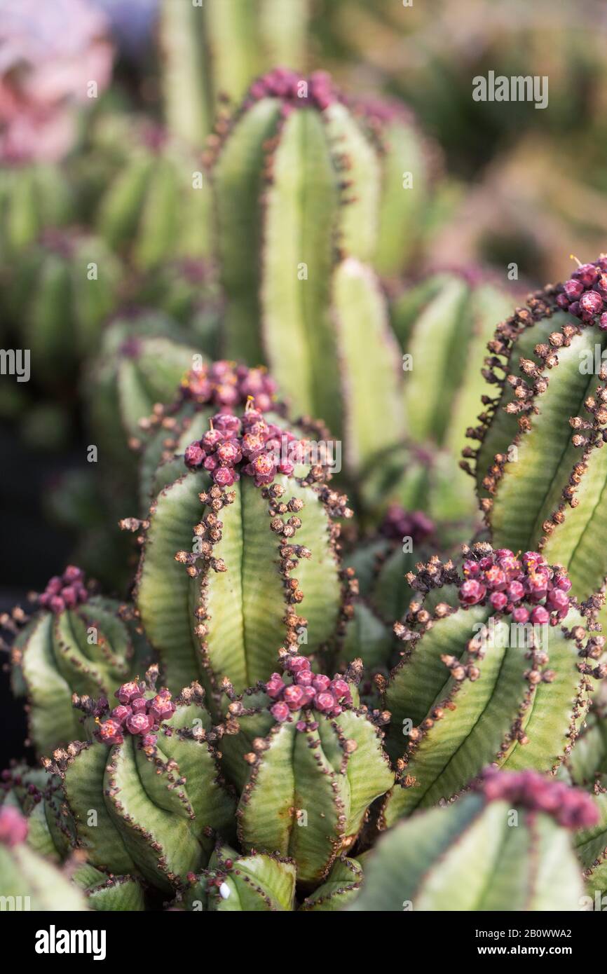 Euphorbia anoplia - Tanzanian zipper plant Stock Photo - Alamy