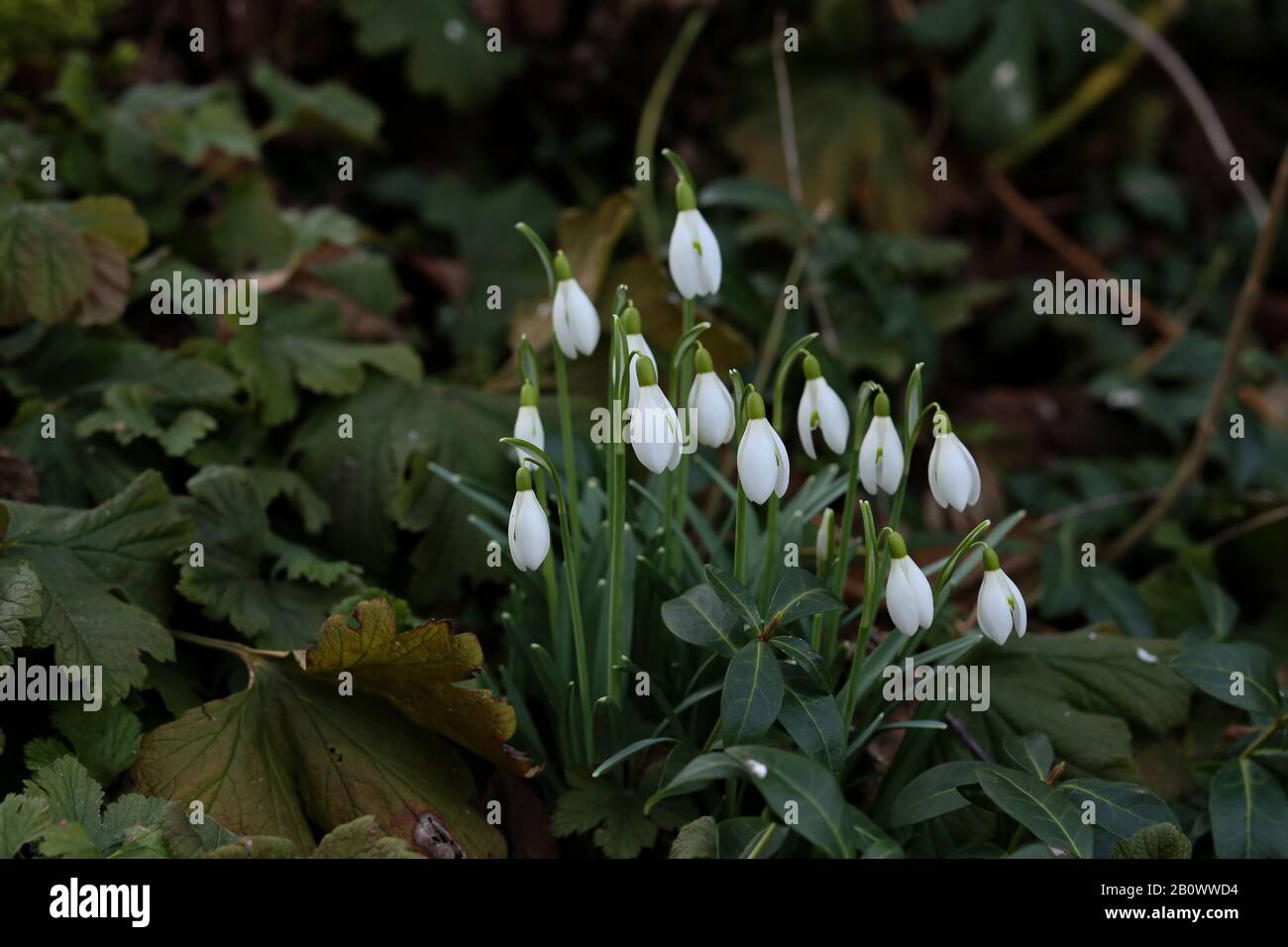 Group of Snowdrops grow in a natural habitat Stock Photo - Alamy