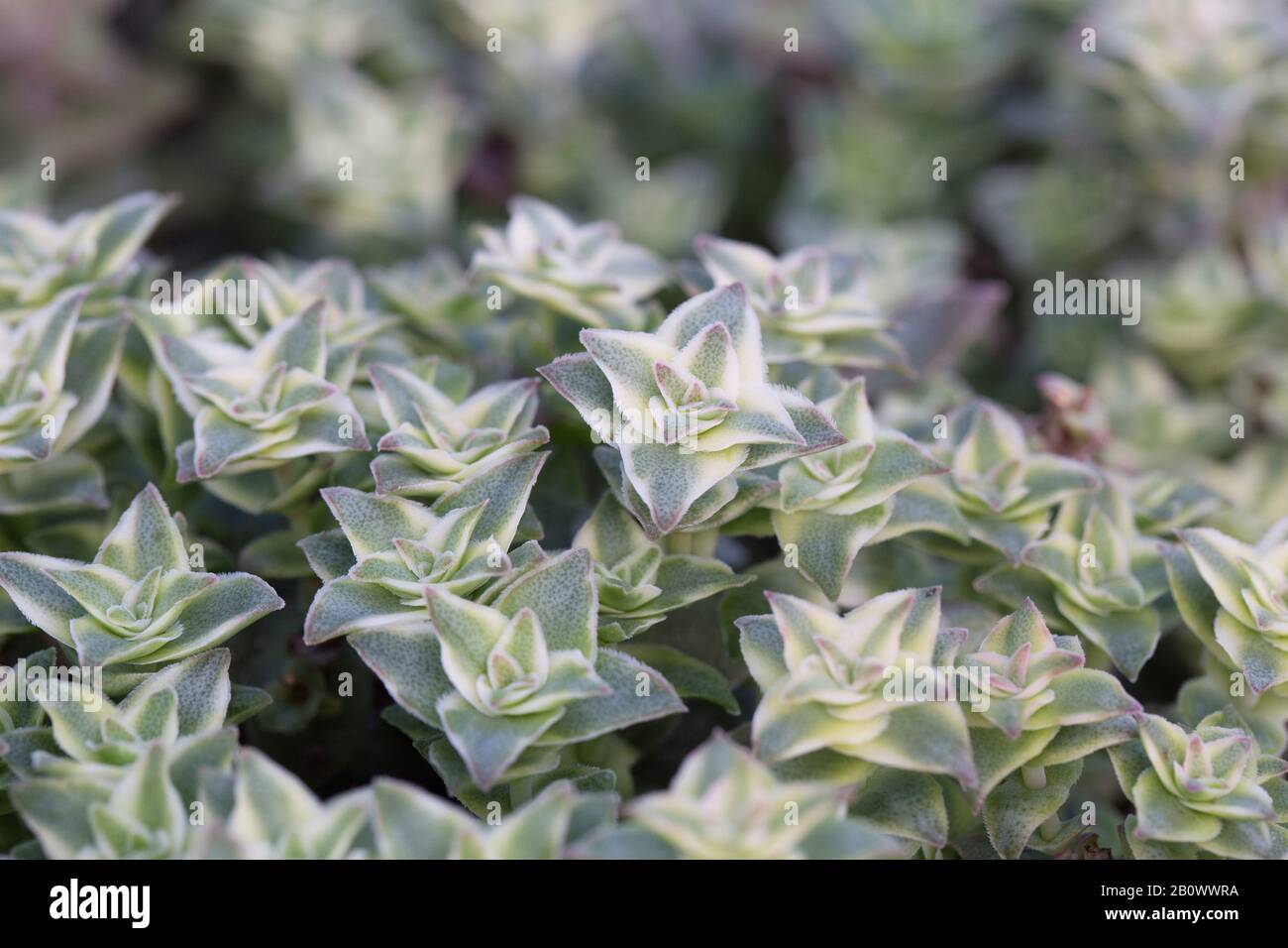 Crassula perforata - variegated string of buttons plant, close up Stock ...