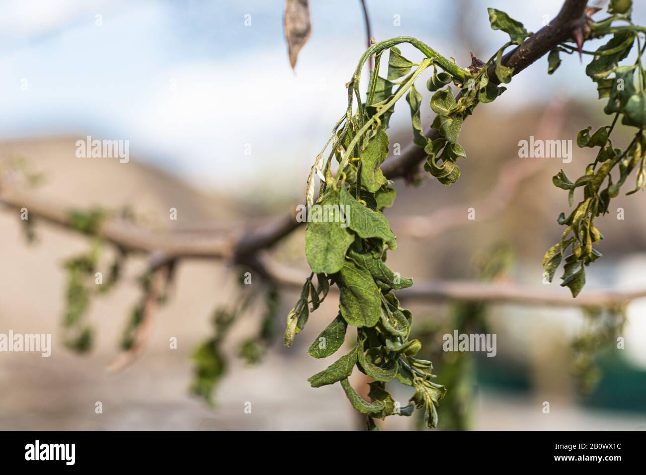 Dried inflorescences of acacia on branch after frost. Frozen flowers ...