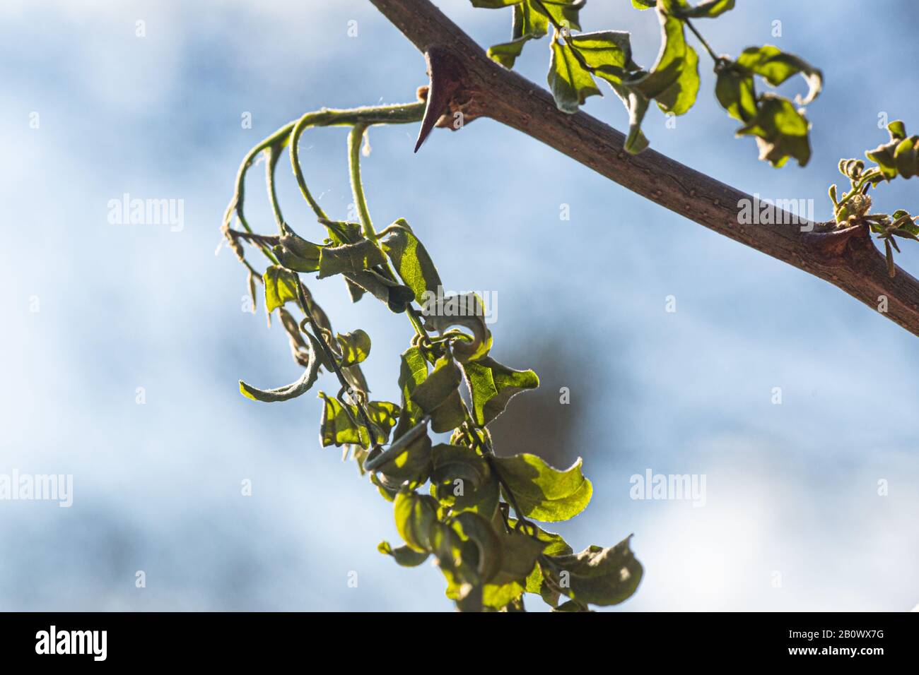 Dried inflorescences of acacia on branch after frost. Frozen flowers ...