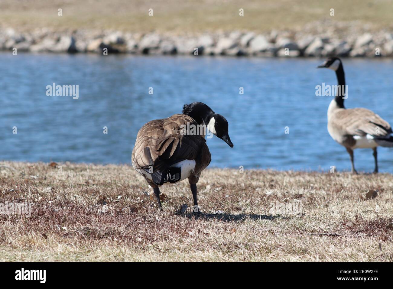 Canada goose wildlife hi-res stock photography and images - Alamy