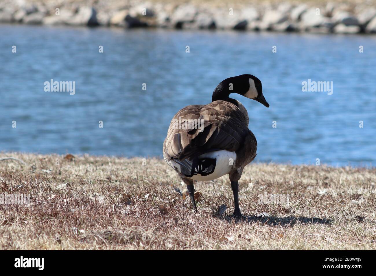 Wild Goose playing in the Ta-Ha-Zouka Park Stock Photo - Alamy