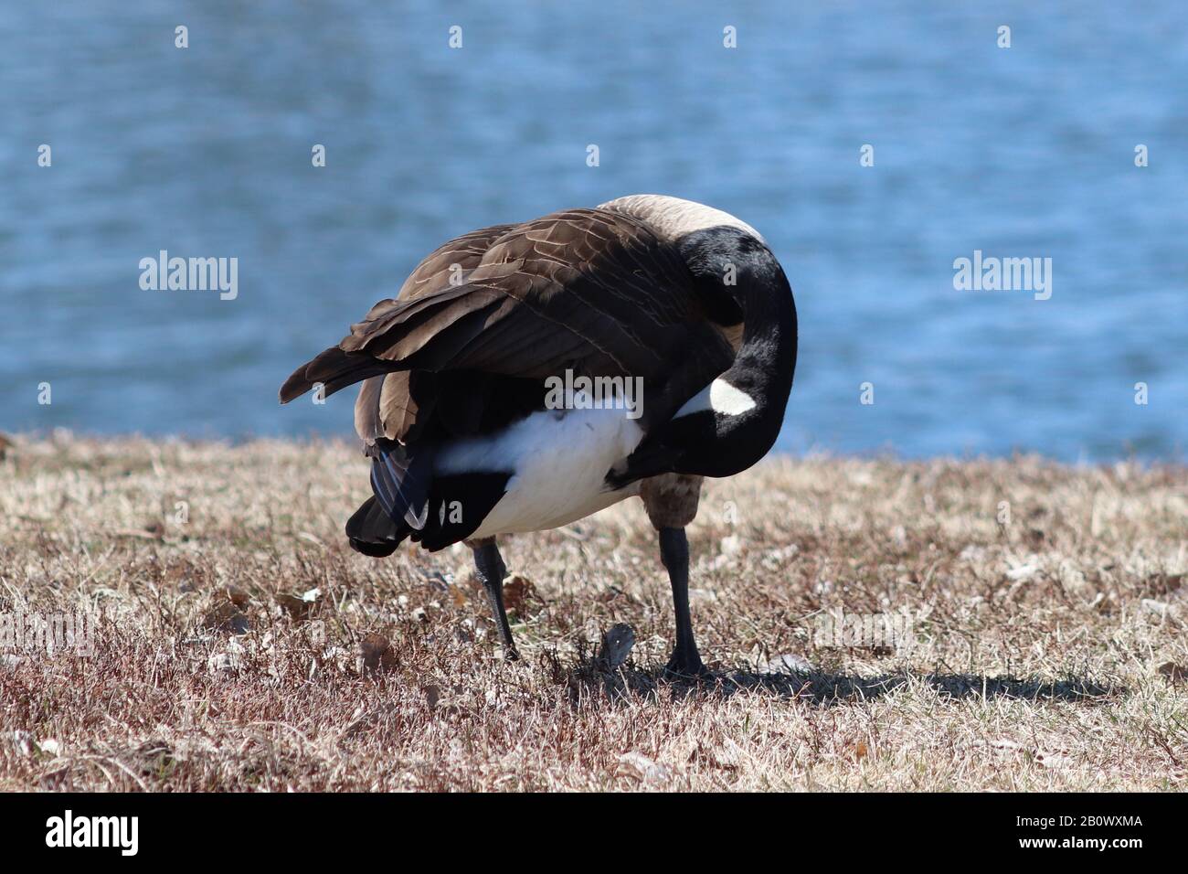Canada goose wildlife hi-res stock photography and images - Alamy