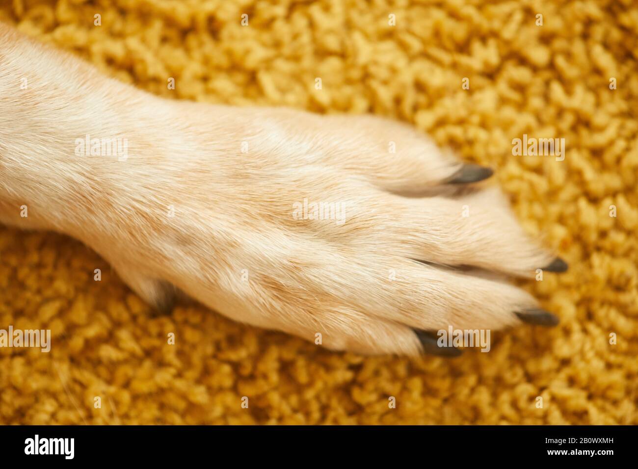 Dog paw close up macro hi-res stock photography and images - Alamy
